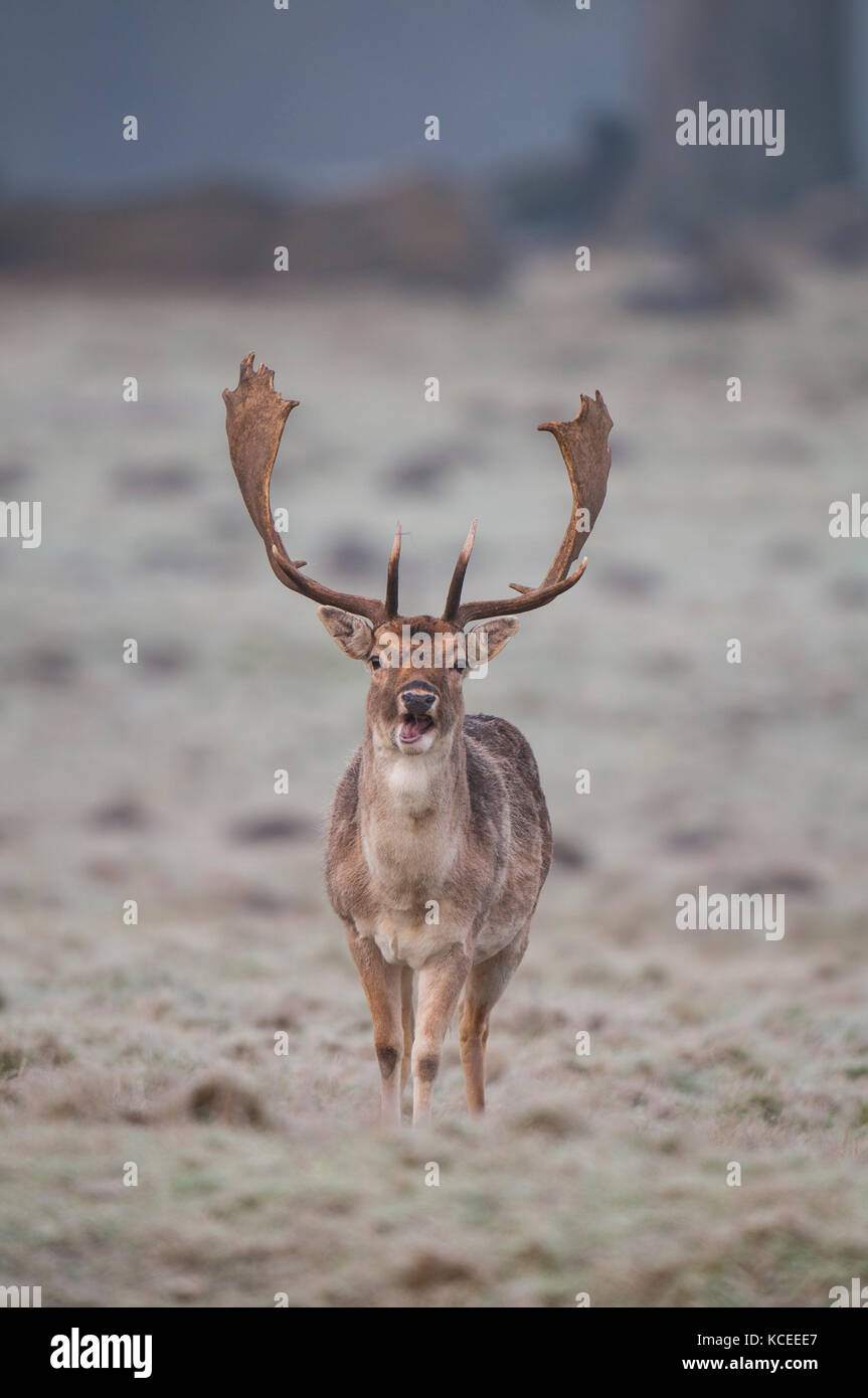 An adult fallow buck (Dama dama) with a full set of antlers standing on ...