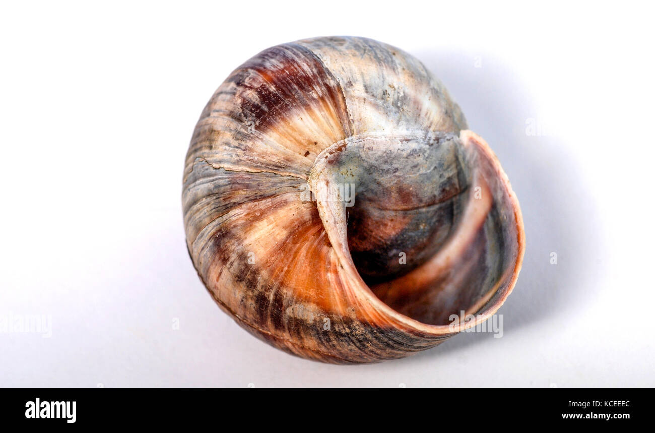 Snail shell, picture of a Stock Photo - Alamy