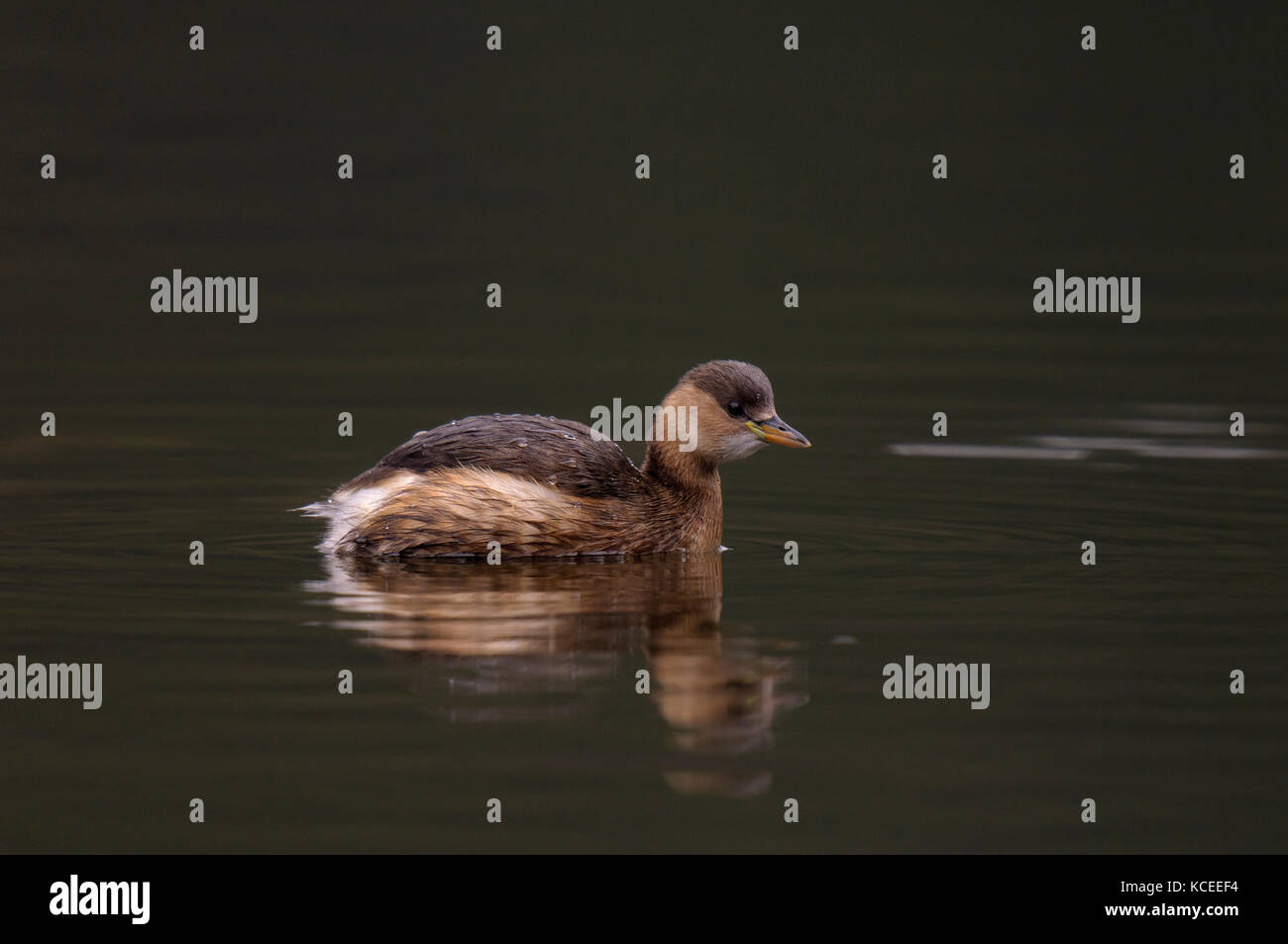 Little grebe diving hi-res stock photography and images - Alamy