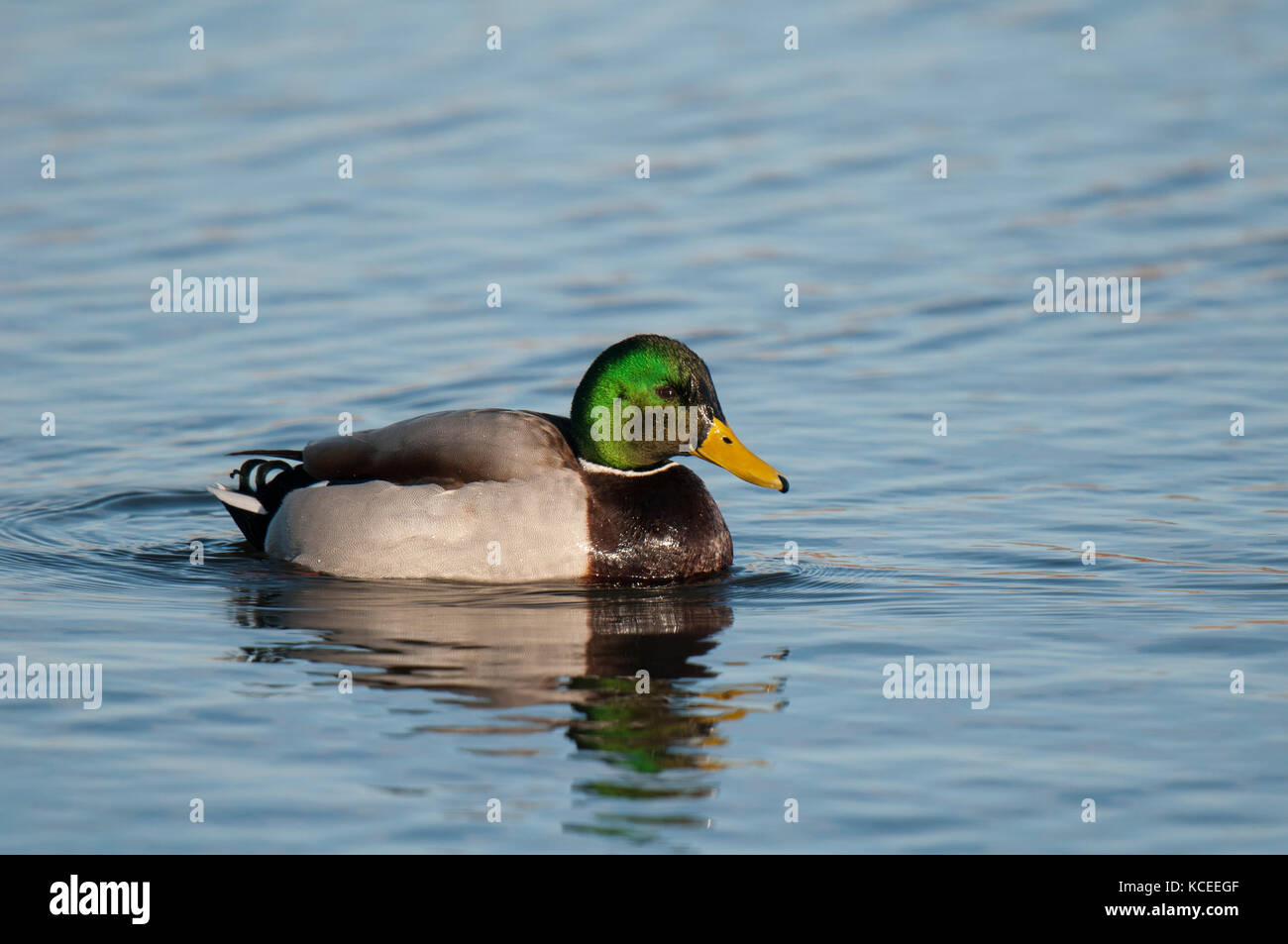 An adult male mallard (Anas platyrhynchos) in breeding plumage ...