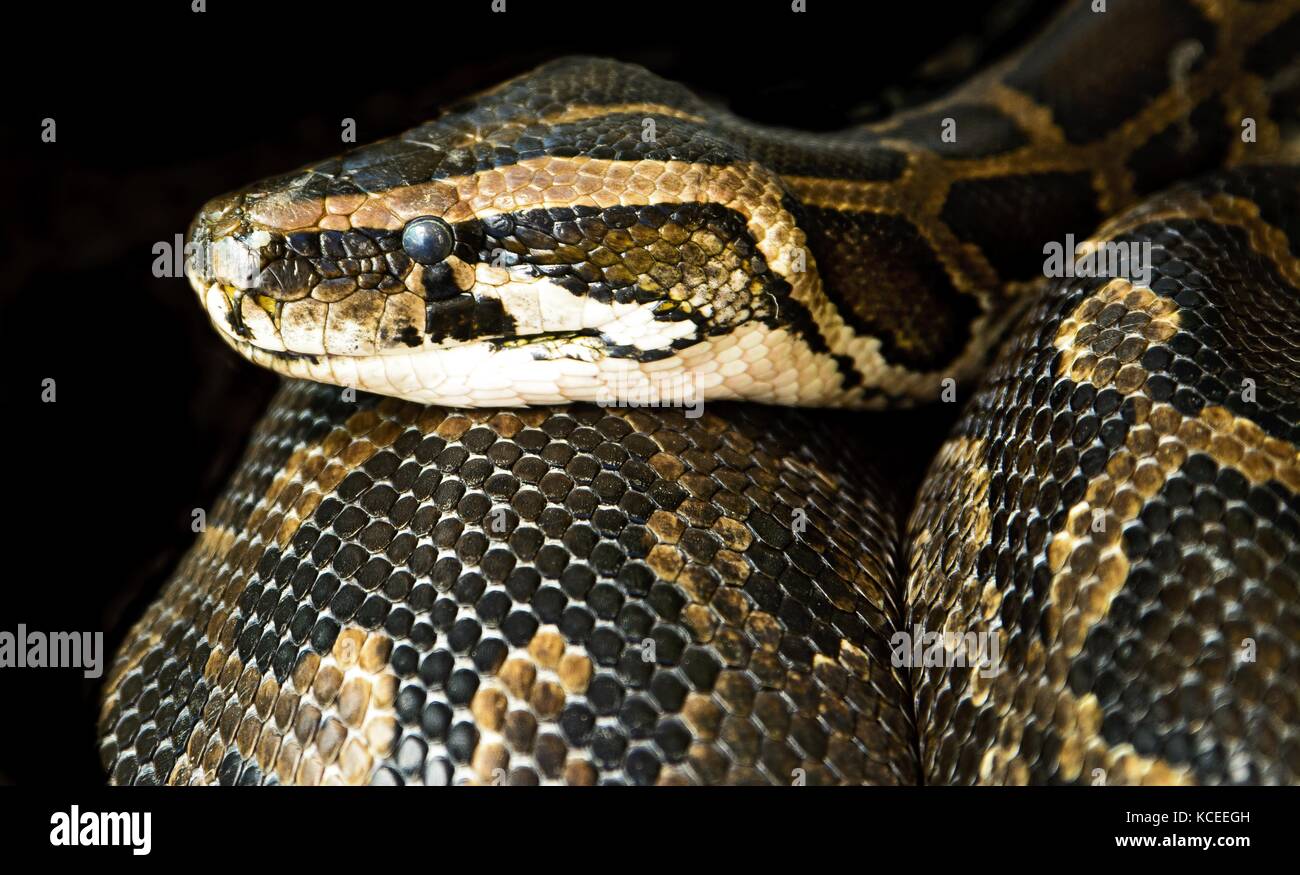 A close up portrait of a boa constrictor Stock Photo - Alamy
