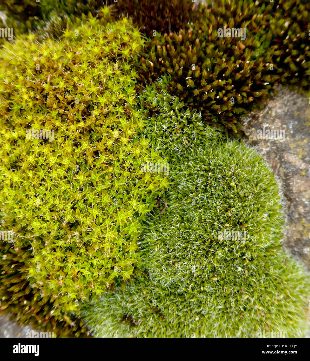 Macro picture of a moss Stock Photo - Alamy