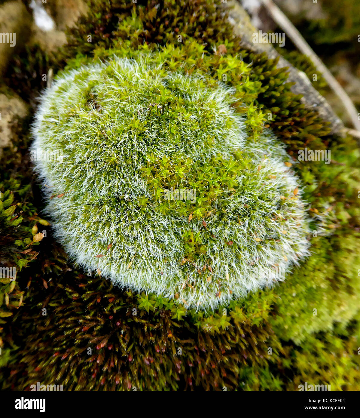 Macro picture of a moss Stock Photo - Alamy