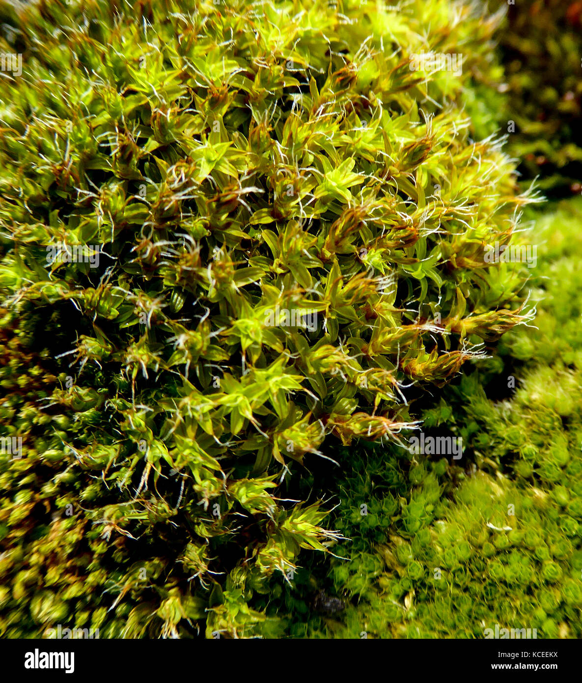 Macro picture of a moss Stock Photo - Alamy