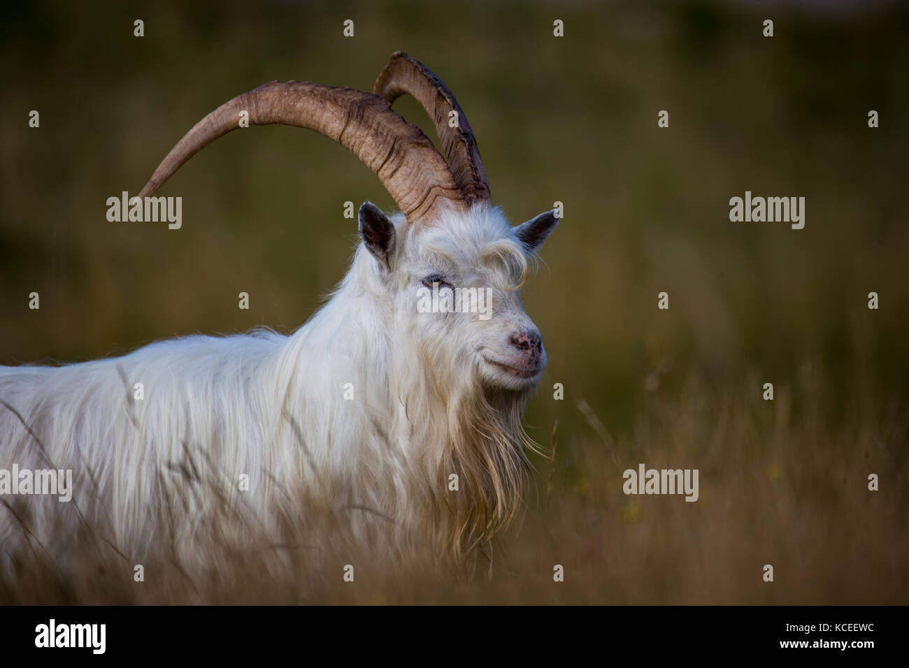 Great orme goats wales hi-res stock photography and images - Alamy