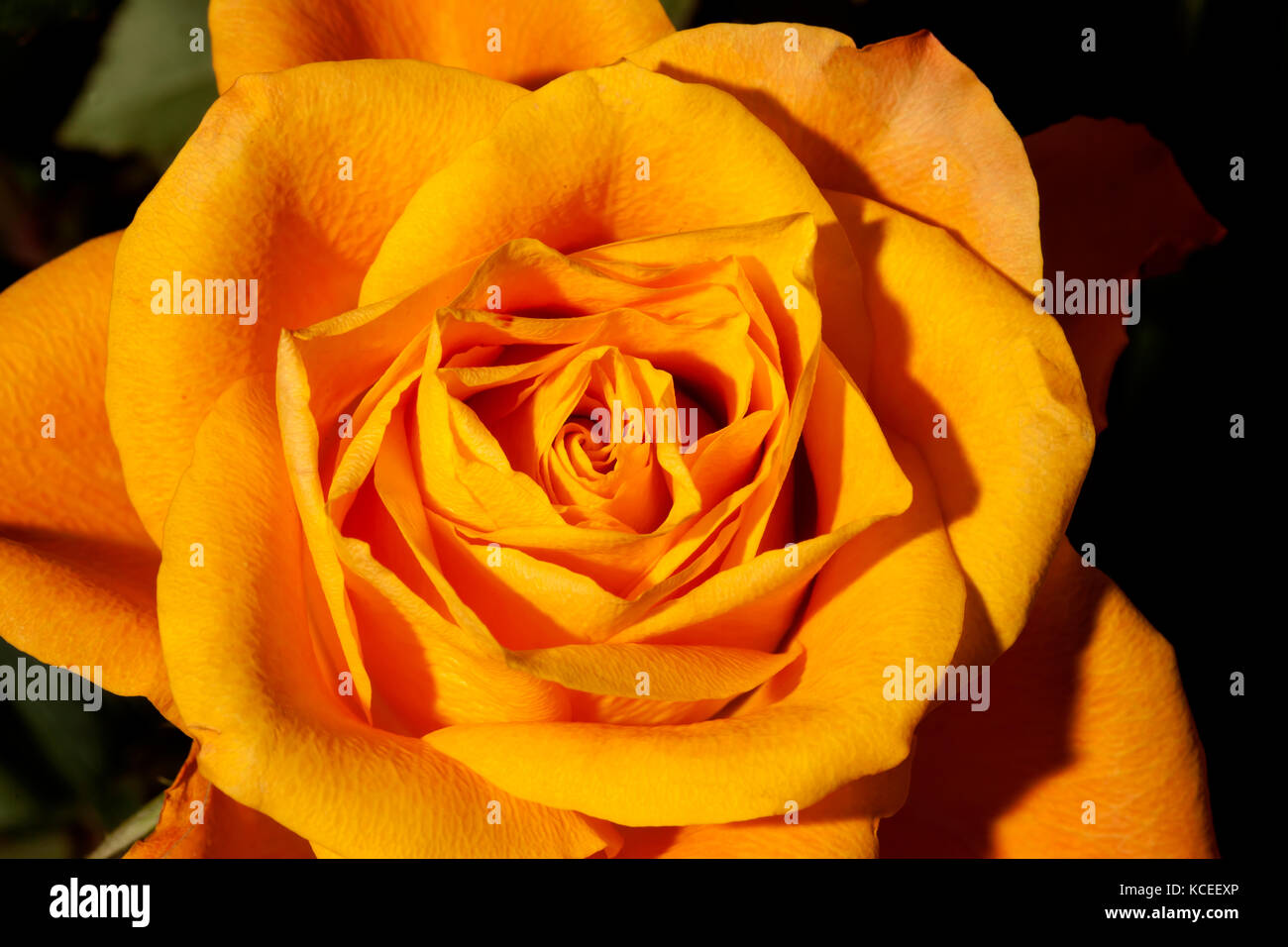 Single yellow rose close up Stock Photo - Alamy