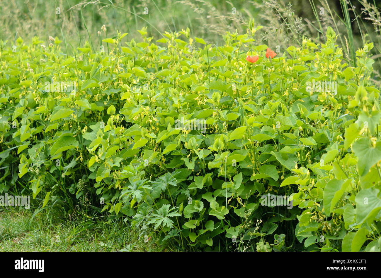 European birthwort (Aristolochia clematitis Stock Photo - Alamy