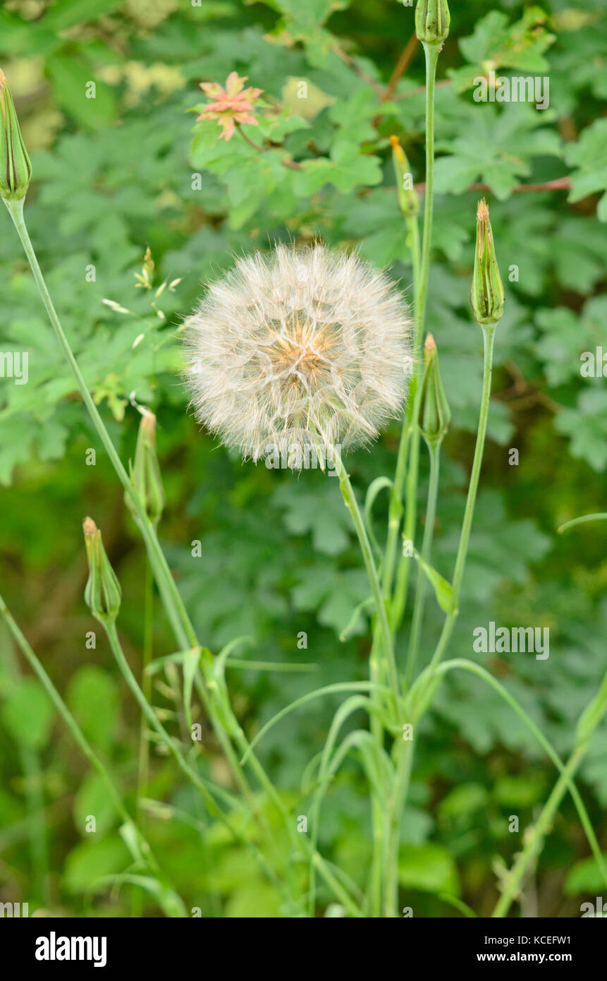 Salsify hi-res stock photography and images - Alamy
