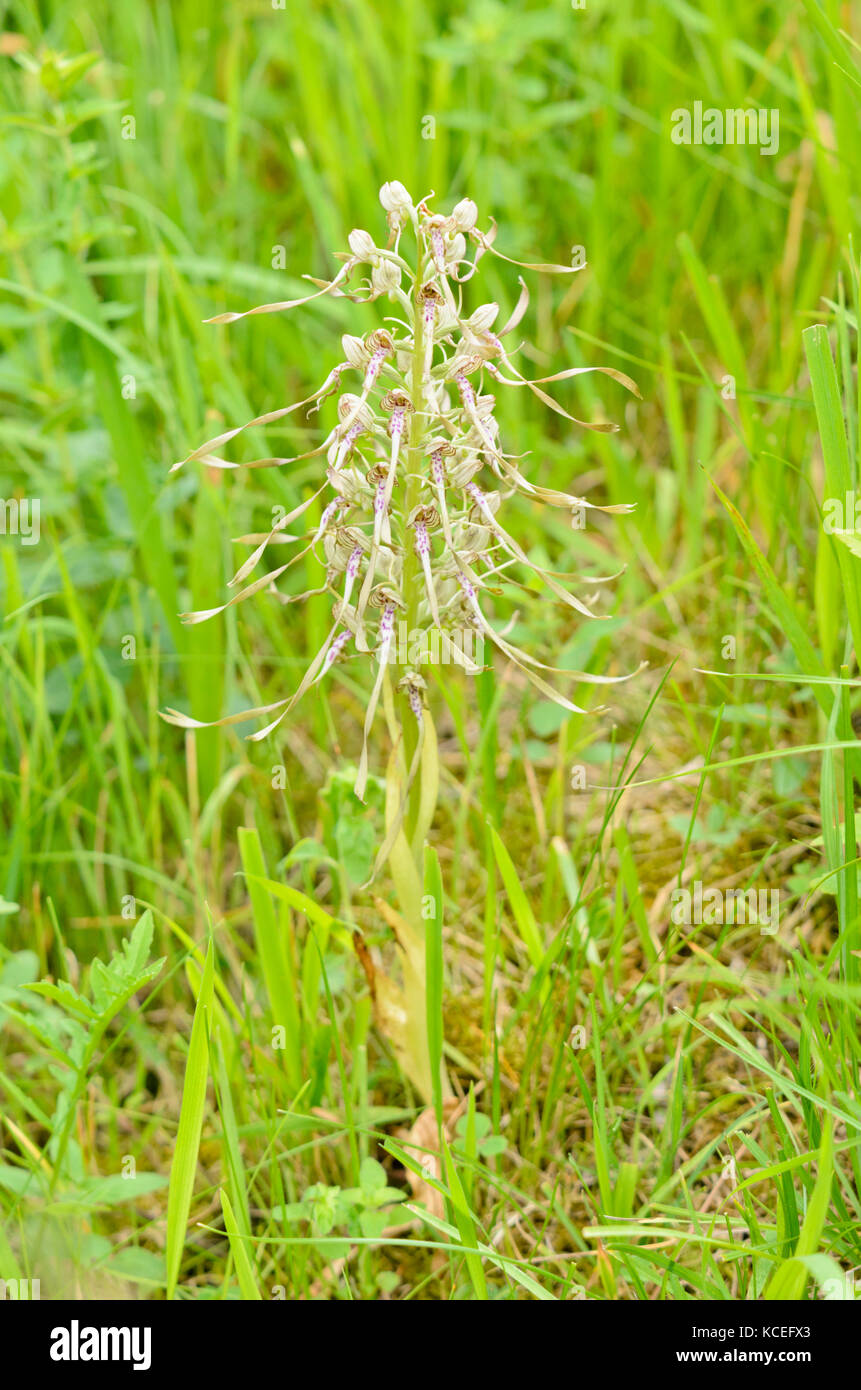 Lizard orchid (Himantoglossum hircinum Stock Photo - Alamy