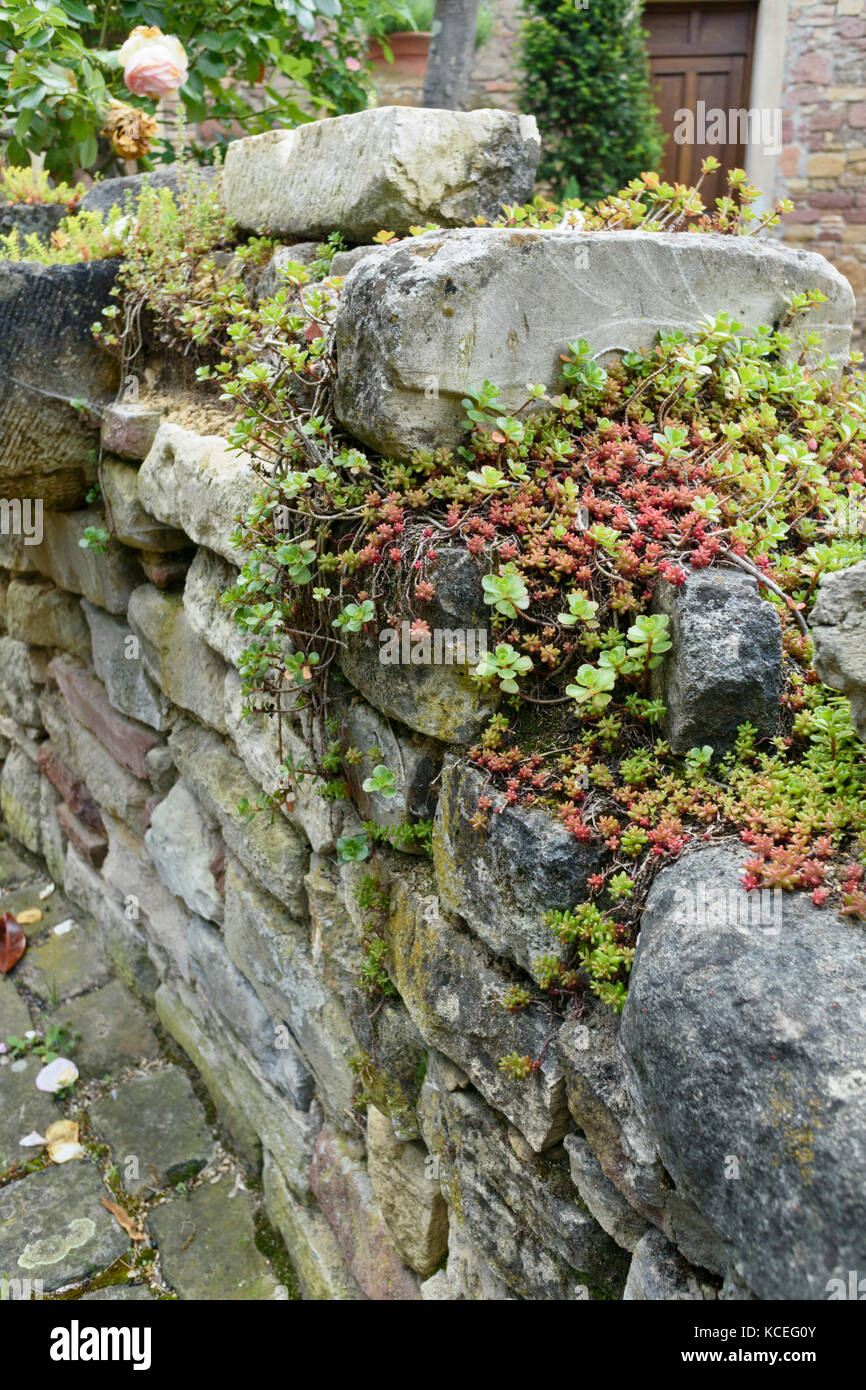 Stonecrop (Sedum) on a dry stone wall Stock Photo - Alamy