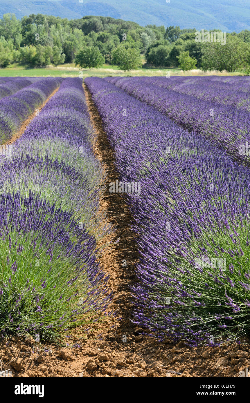 Lavandin (Lavandula x intermedia), Provence, France Stock Photo - Alamy