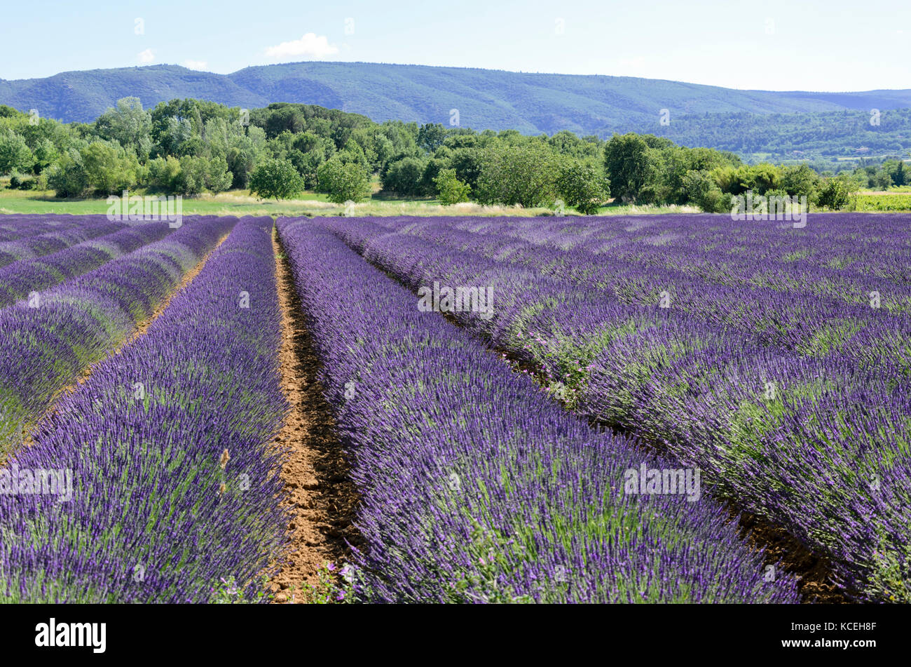 Lavandin (Lavandula x intermedia), Provence, France Stock Photo - Alamy