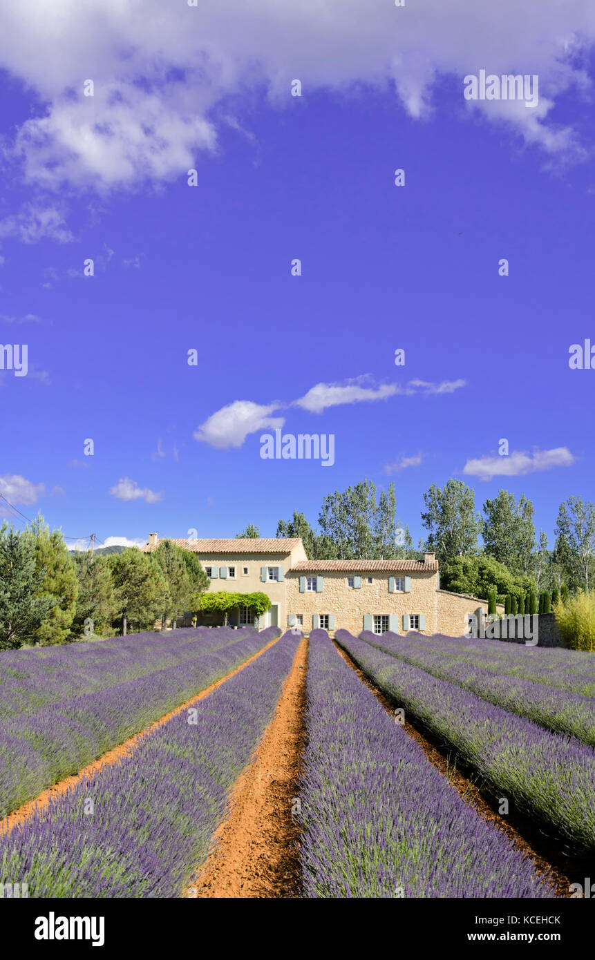 Lavandin (Lavandula x intermedia), Provence, France Stock Photo - Alamy