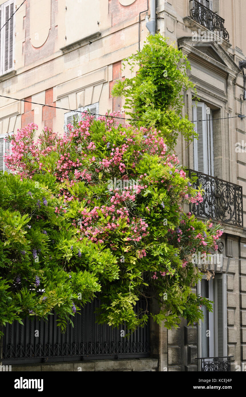 Oleander (Nerium oleander), Avignon, Provence, France Stock Photo - Alamy
