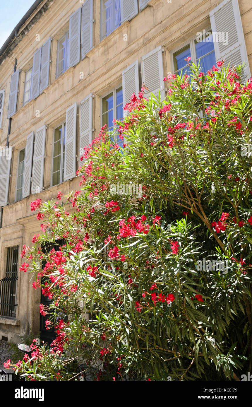 Oleander (Nerium oleander), Avignon, Provence, France Stock Photo - Alamy