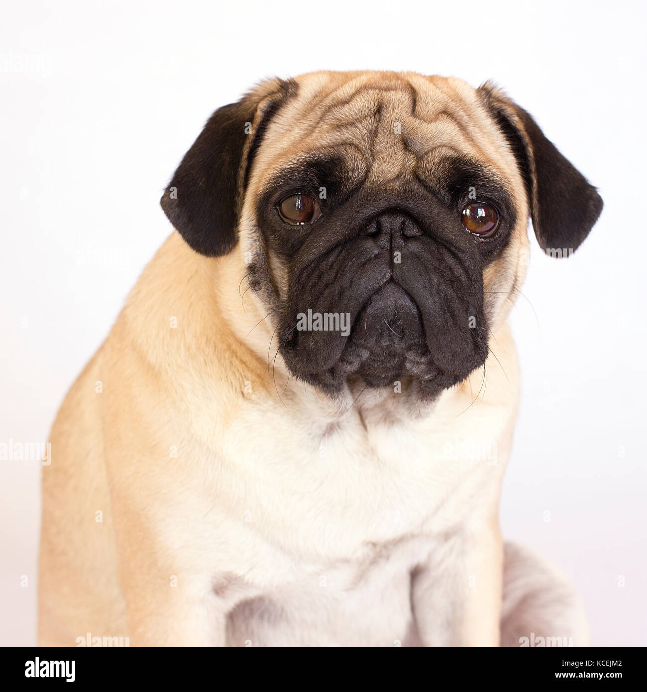 A sitting pug dog looks sad. Isolated Stock Photo - Alamy