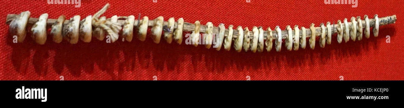 Cowrie shell money hi-res stock photography and images - Alamy