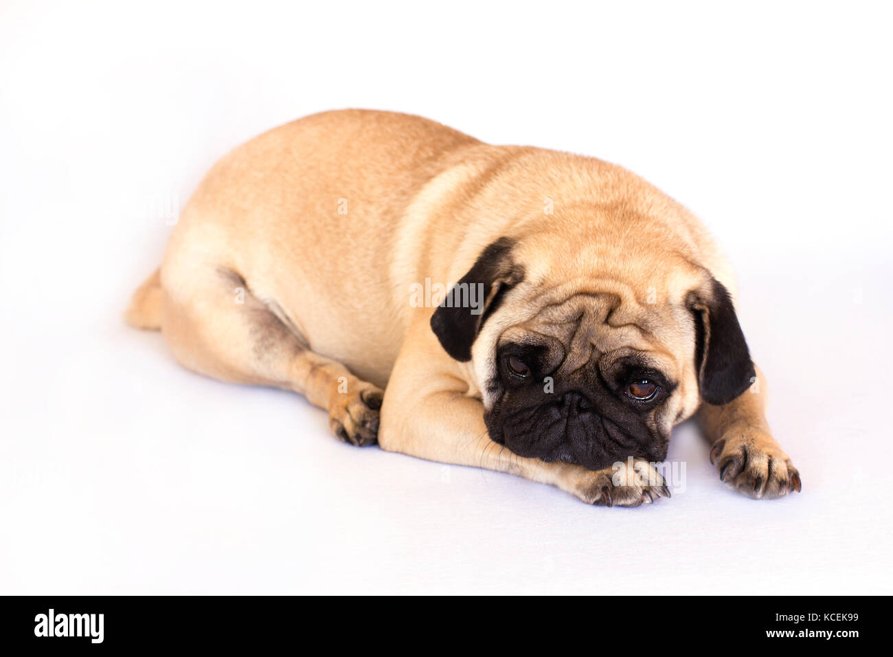 Closeup sad pug dog Cut Out Stock Images & Pictures - Alamy