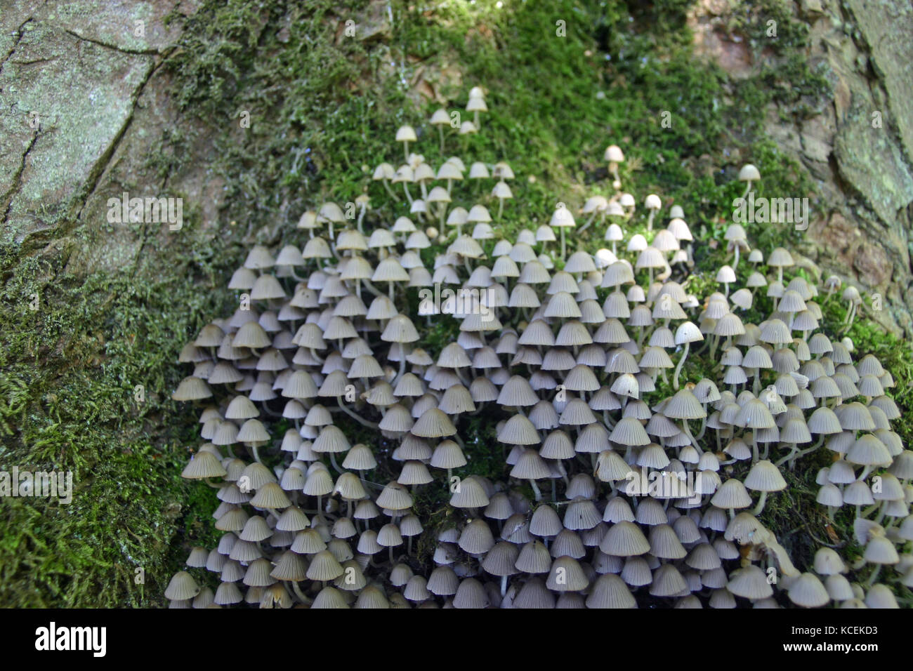 Small grey ink cap mushrooms (Coprinus species) on a tree trunk with ...