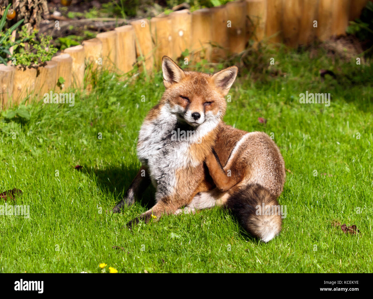 Close-up of a large female Red Fox (Vulpes vulpes) captured in my ...