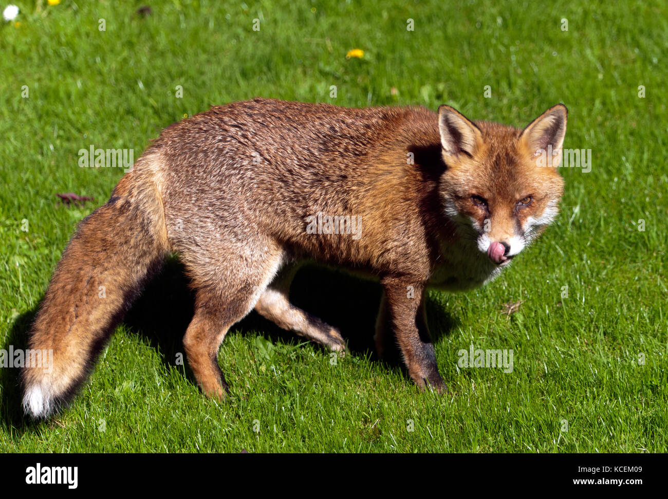 Close-up of a large female Red Fox (Vulpes vulpes) captured in my ...