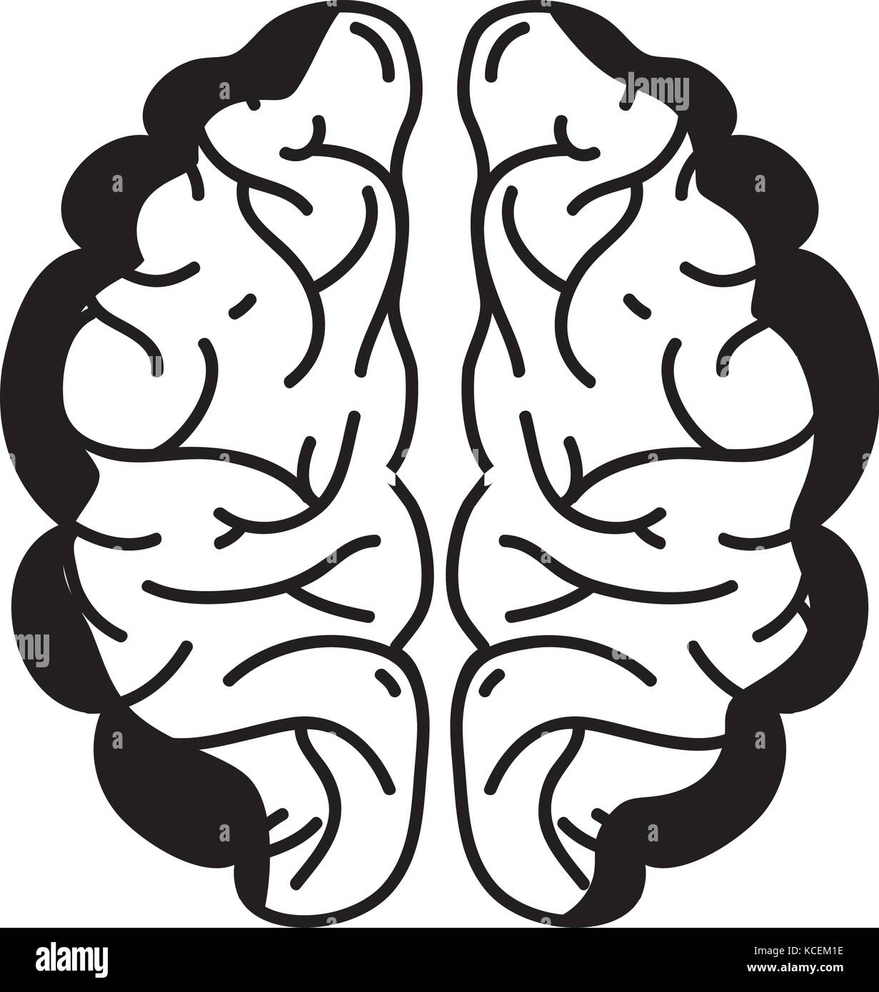 contour human brain anatomy to creative and intellect Stock Vector ...