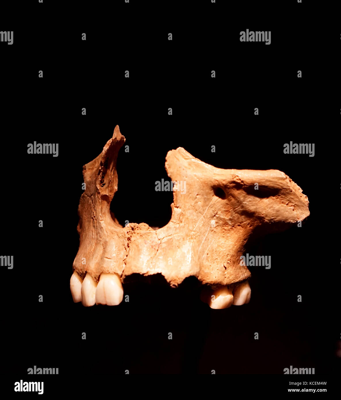 Cannibalised hi-res stock photography and images - Alamy