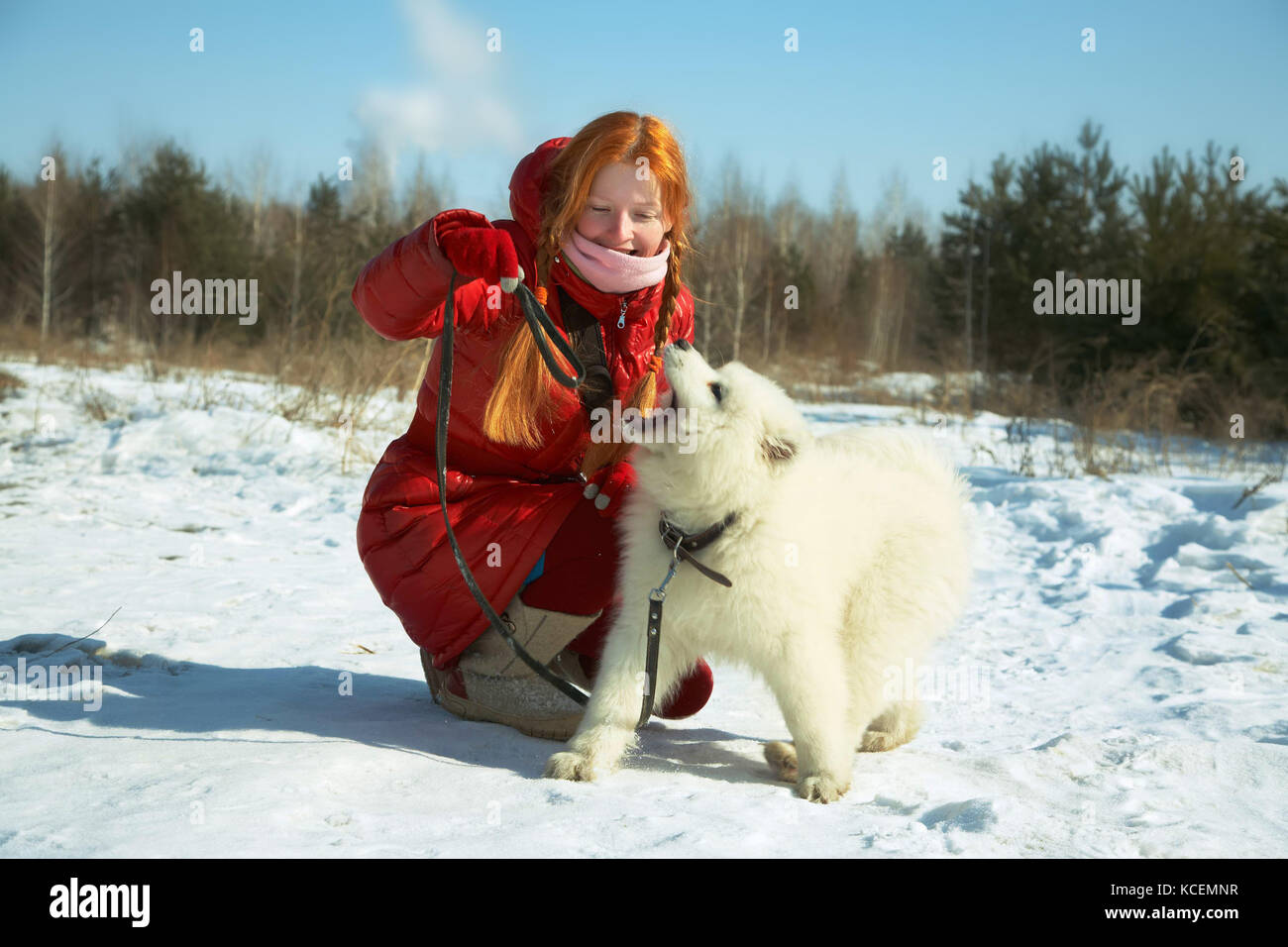 Samoyed husky with owner Stock Photo - Alamy