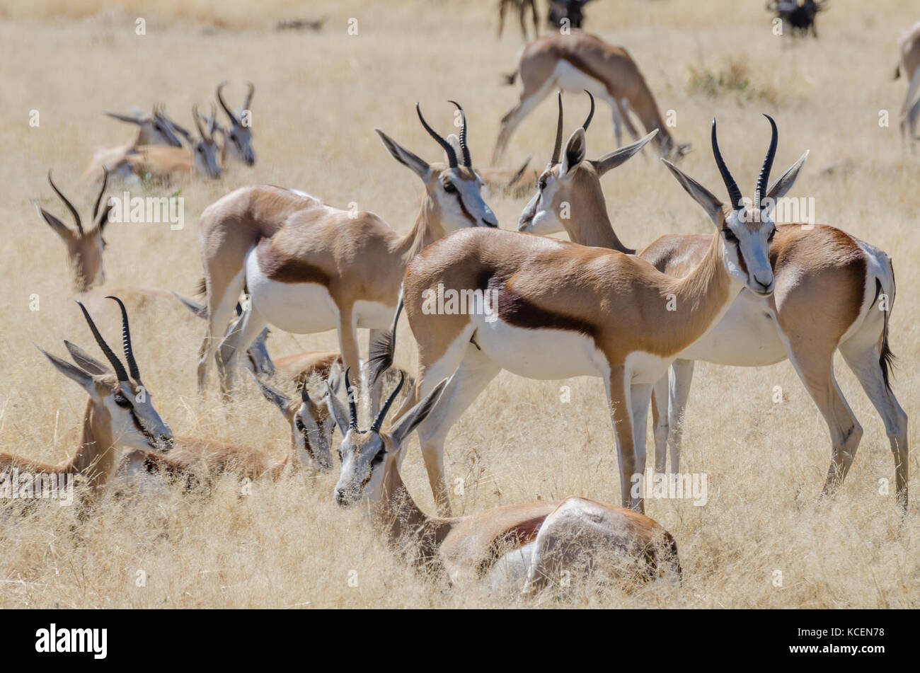 African Springbok