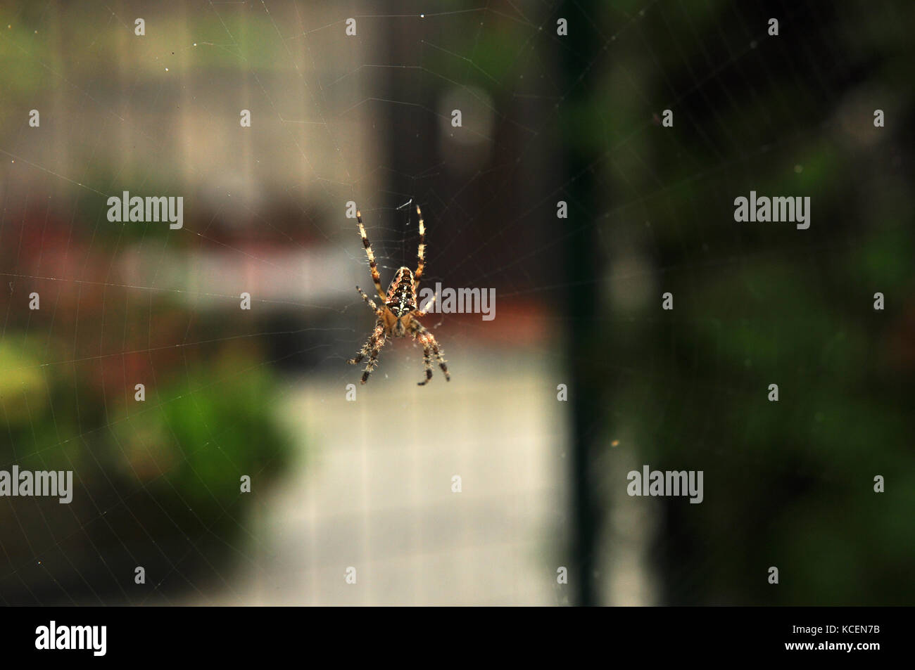 Garden cross spider on the web, Araneus diadematus Stock Photo - Alamy