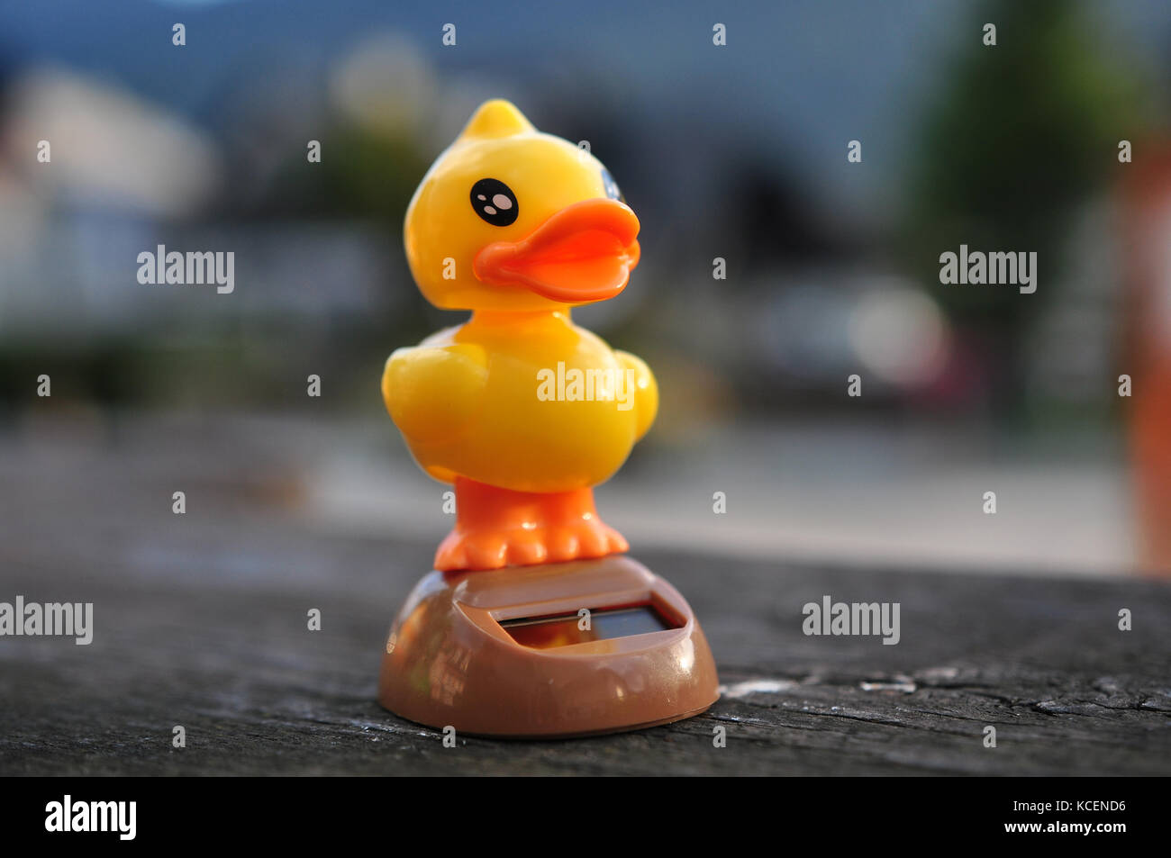 Solar powered yellow duck hi-res stock photography and images - Alamy