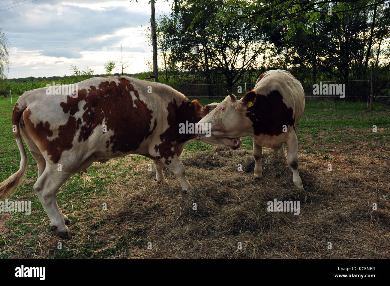 Fighting cows hi-res stock photography and images - Alamy