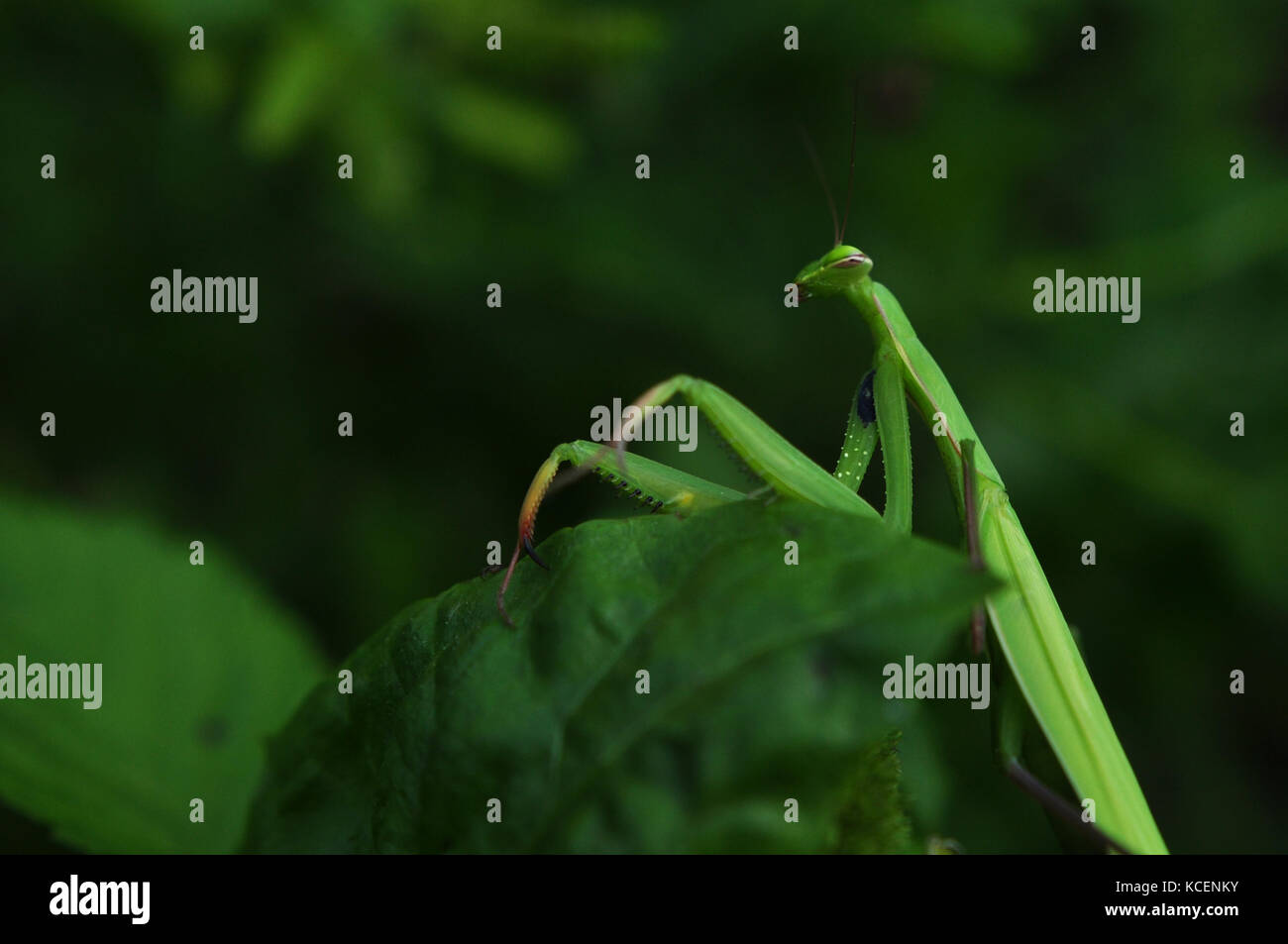 Mantis on a leaf hi-res stock photography and images - Alamy