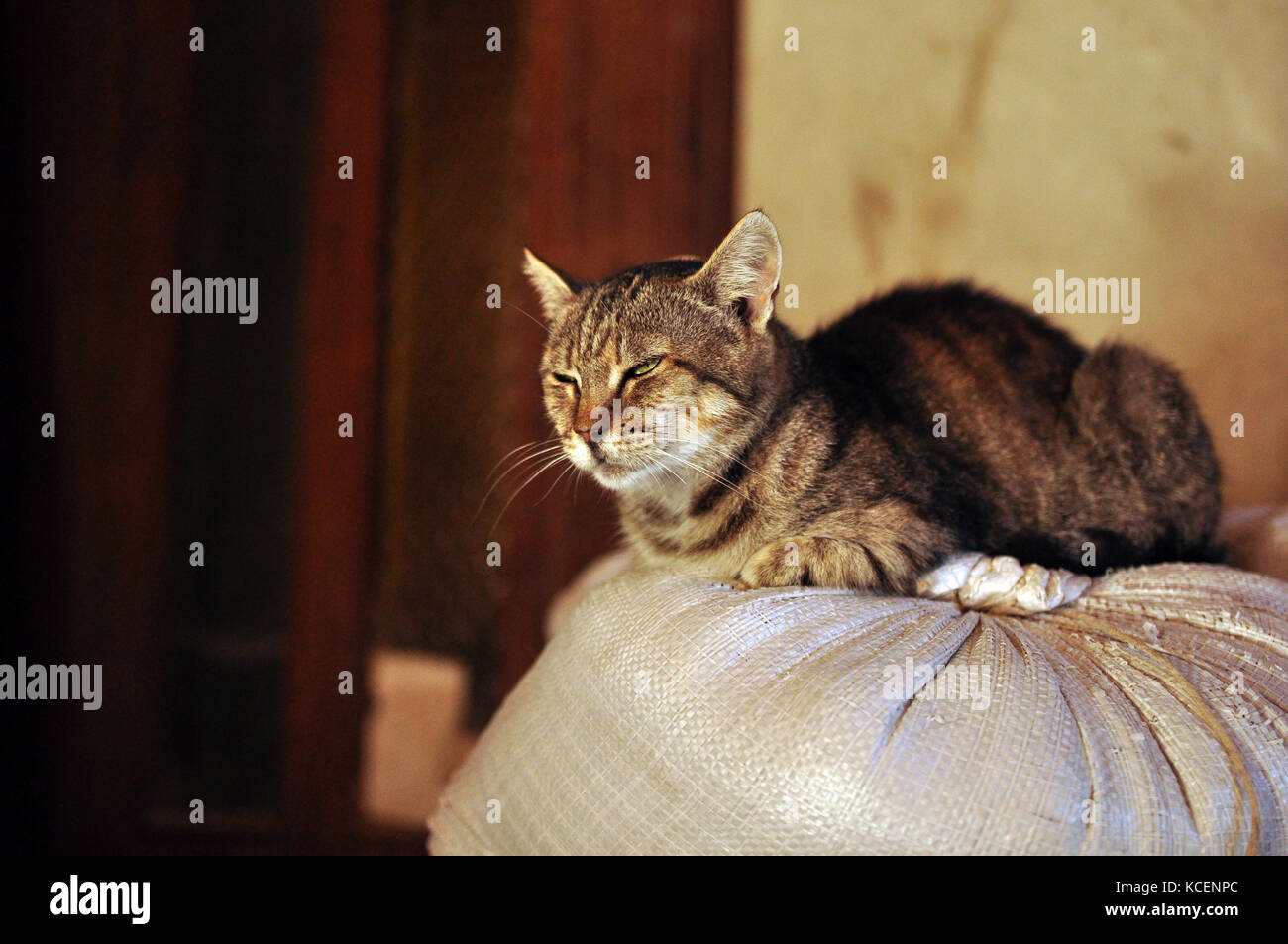 Cat sleeping on a sack of flour Stock Photo - Alamy