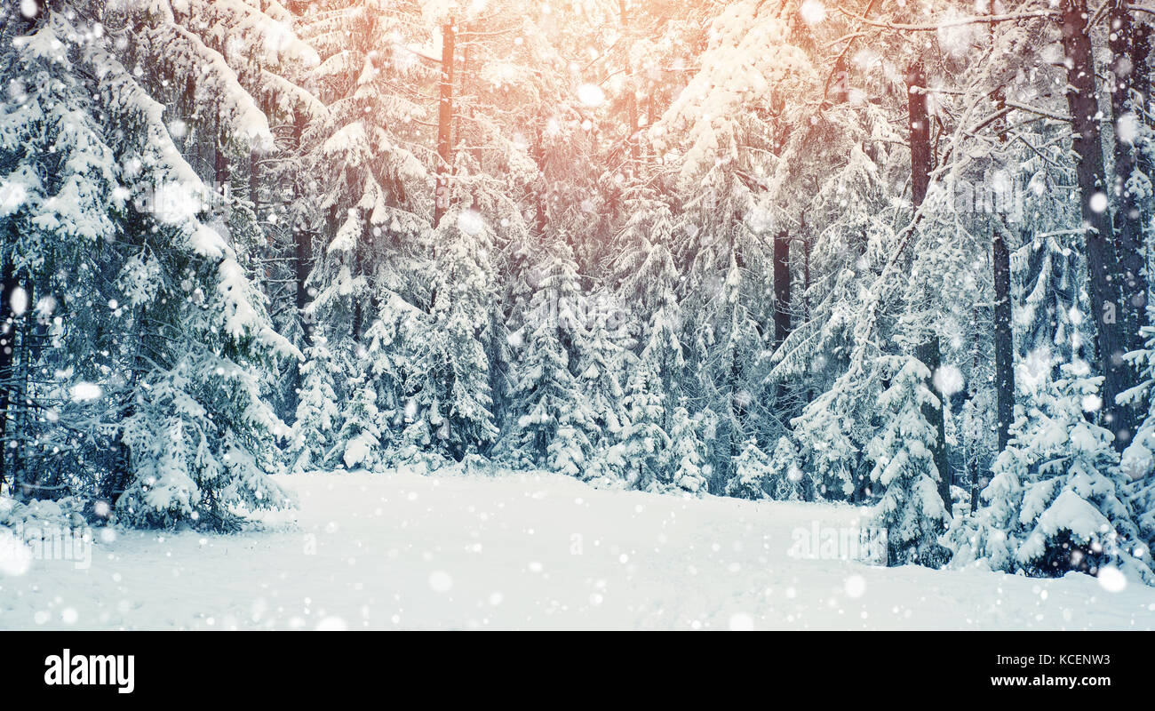 Tree in winter landscape Stock Photo - Alamy