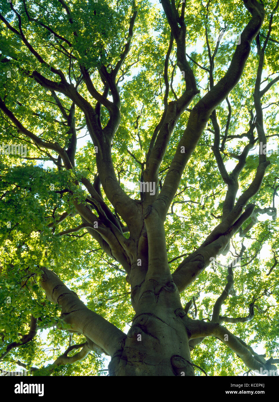 Looking up into the branches and leaves of a mature beech tree growing ...