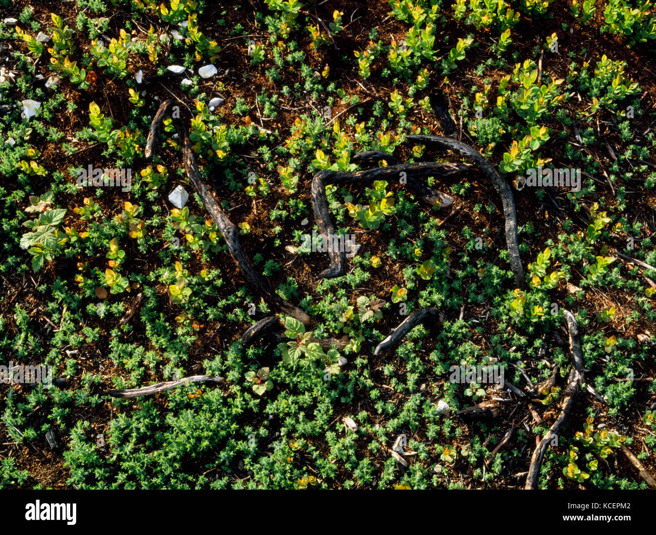Vegetation regenerating after burning. Moel Findeg Local Nature Reserve ...