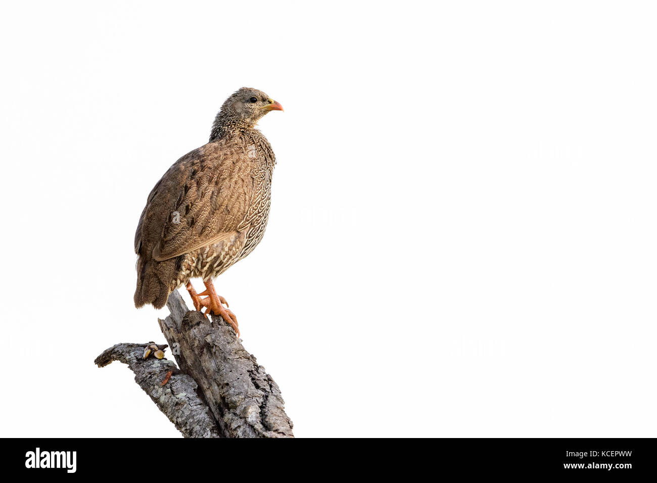 African grouse hi-res stock photography and images - Alamy