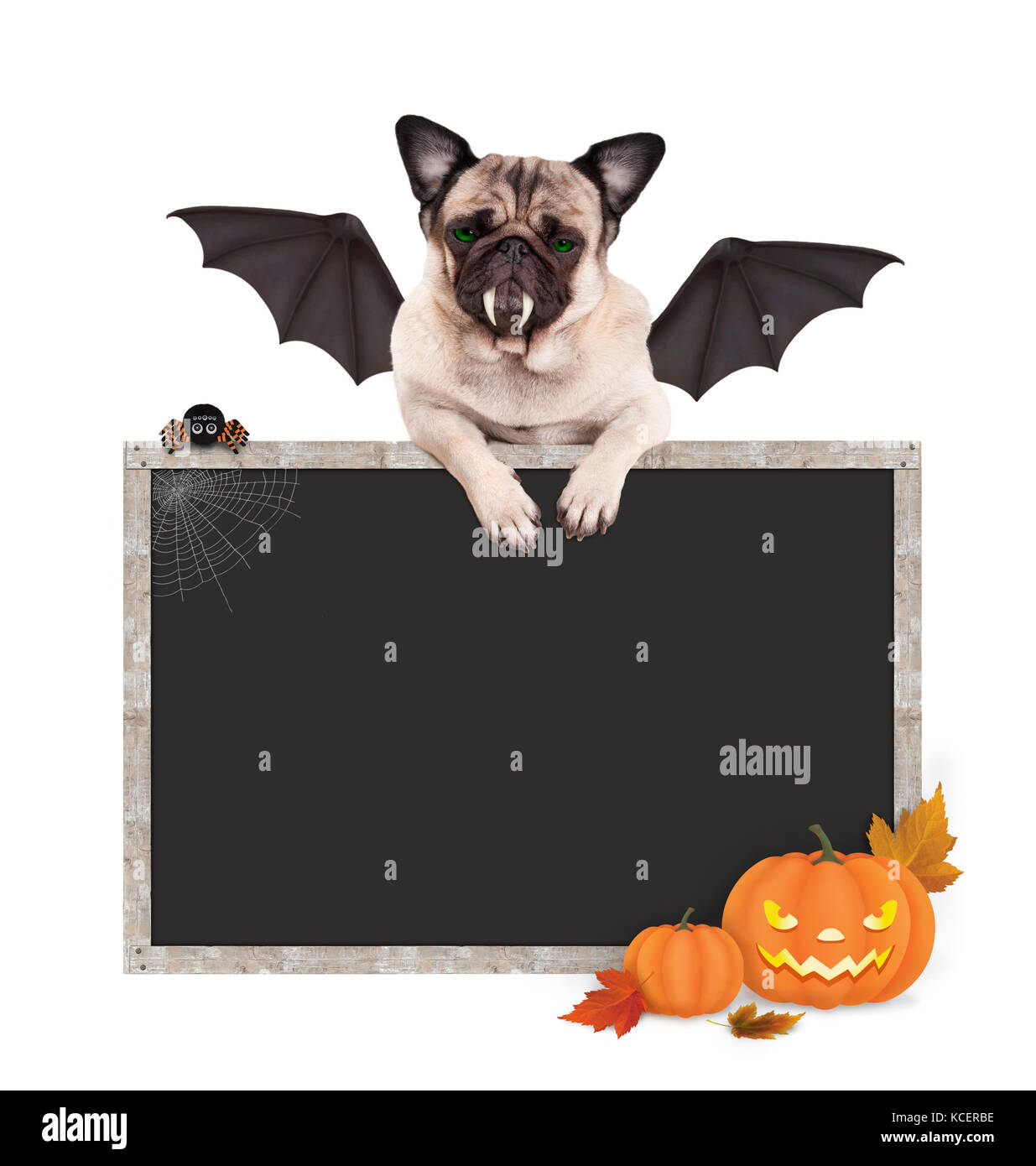 White pug dog hi-res stock photography and images - Alamy