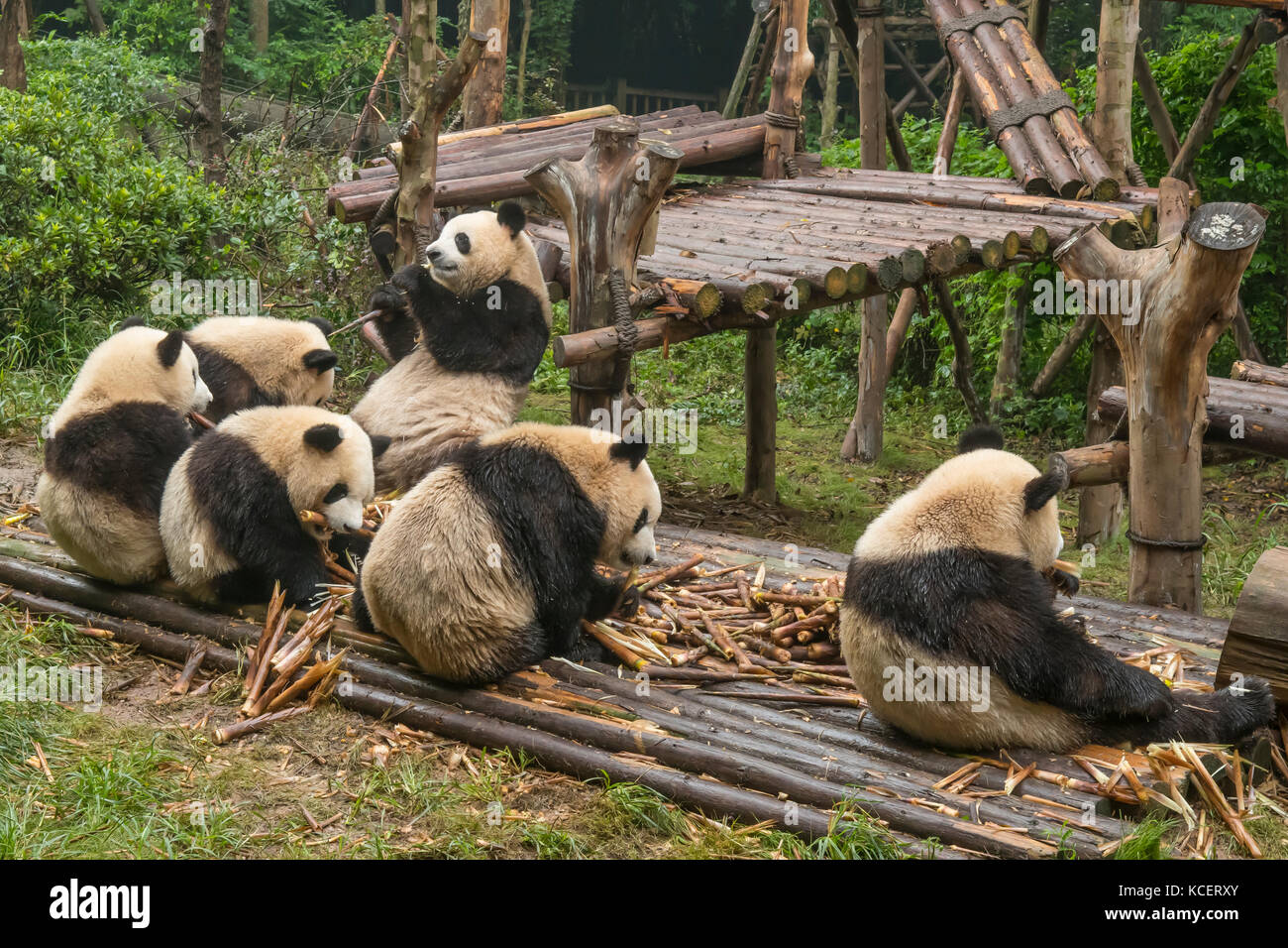 Giant Pandas, Ailuropoda melanoleuca, at Panda Research Base, Chengdu ...