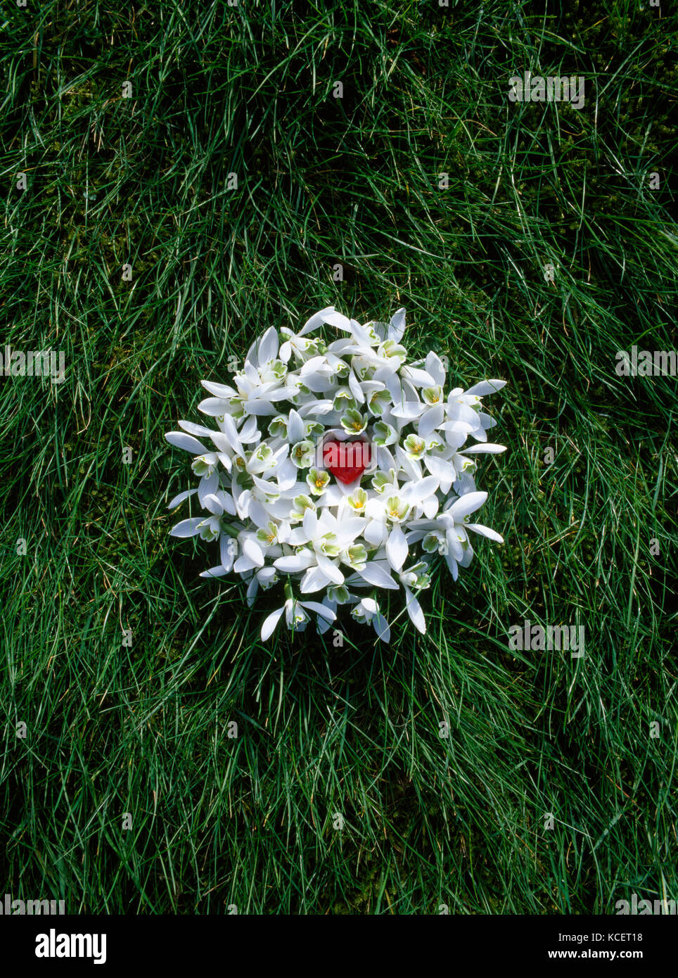 Tiny red glass heart in nest of snowdrop flowers, on grass Stock Photo ...