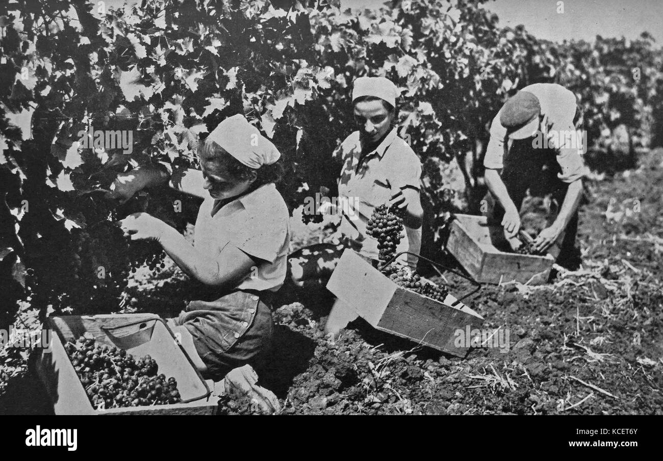 Jewish farmers in Palestine work in a vineyard to collect grapes. 1930 ...