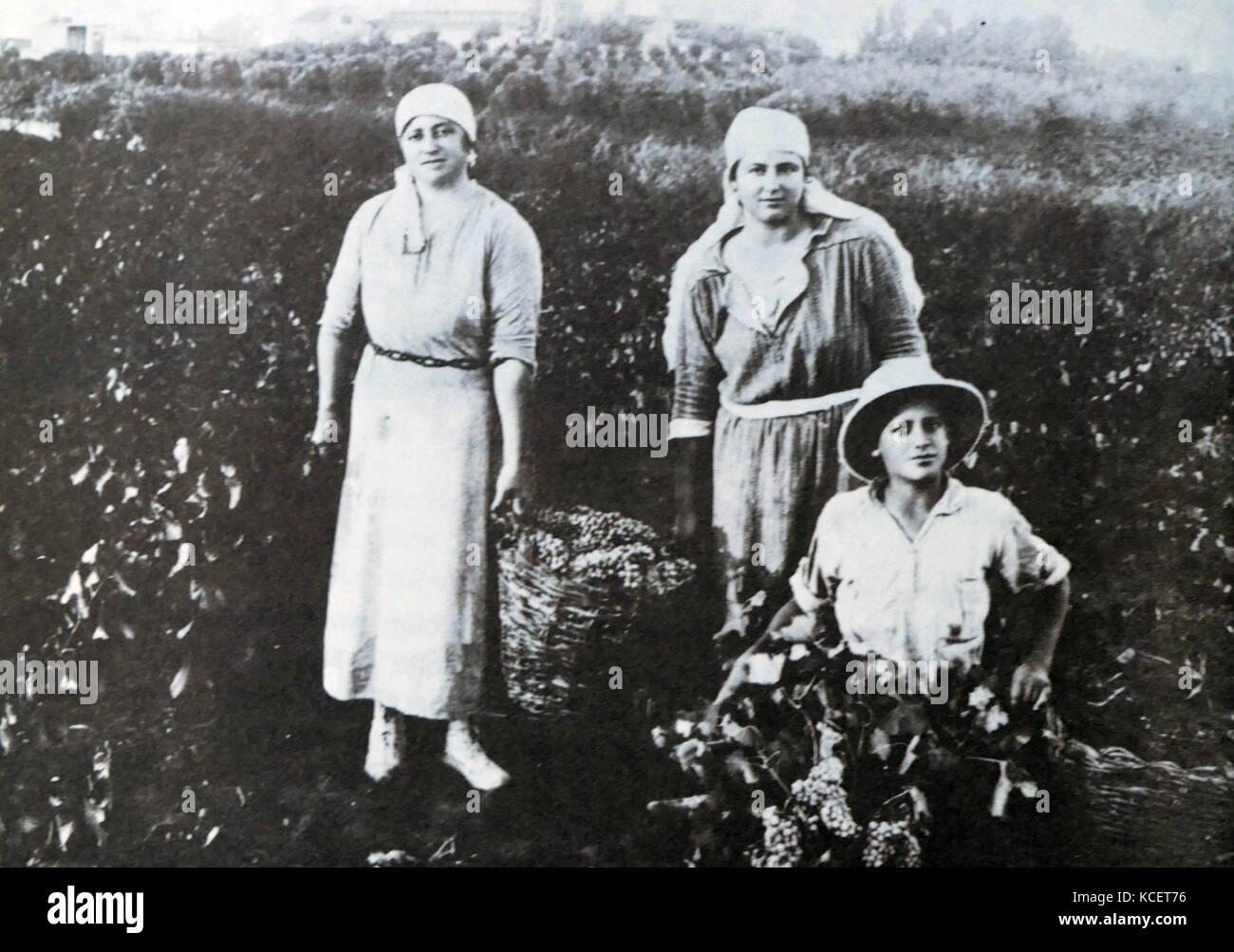 Grape harvest in the settlement of Rishon Le Tzion 1910. Founded in ...