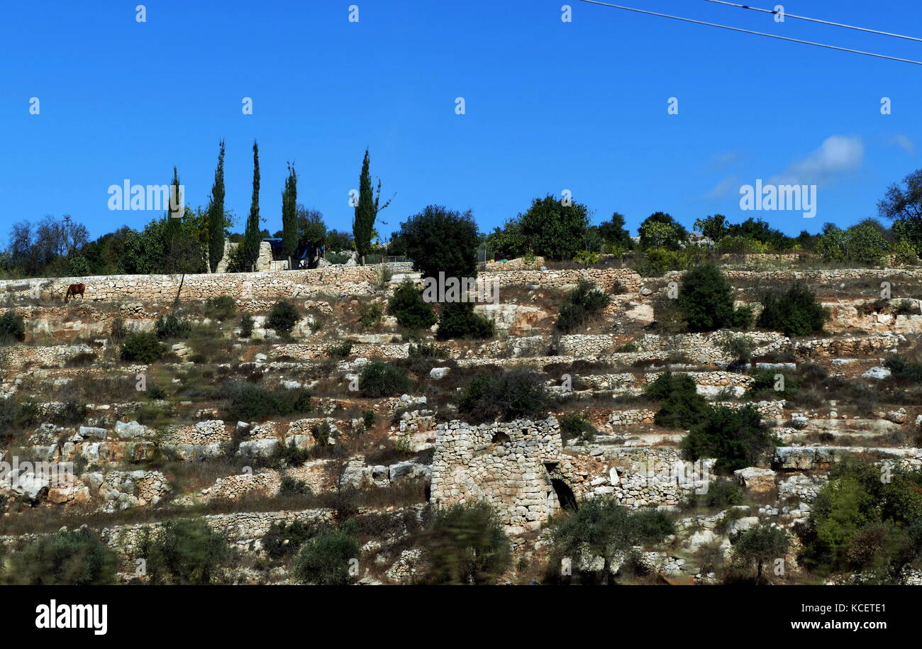 Historical palestine groves hi-res stock photography and images - Alamy