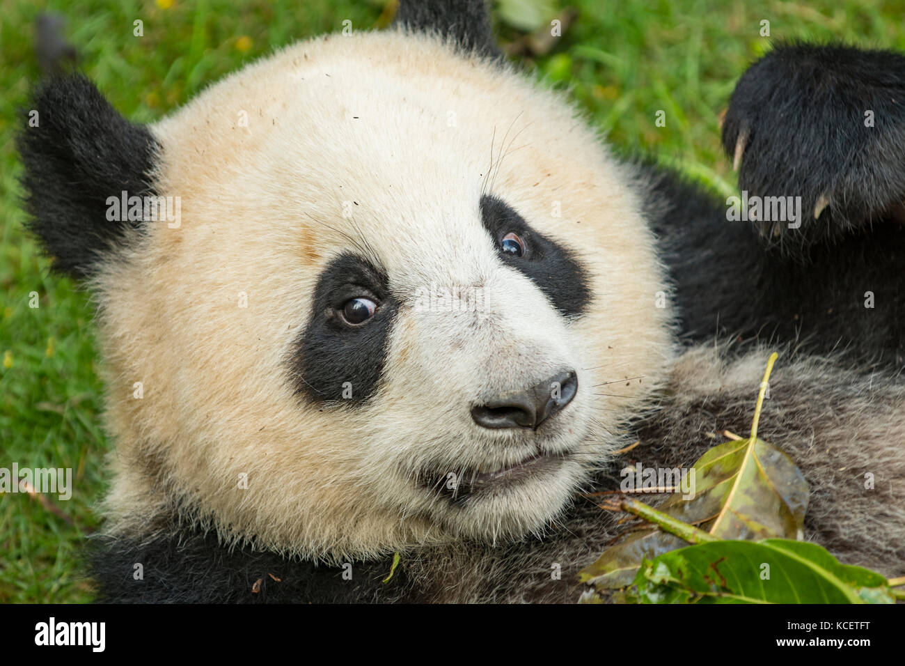 Giant Panda, Ailuropoda melanoleuca, at Panda Research Base, Chengdu ...