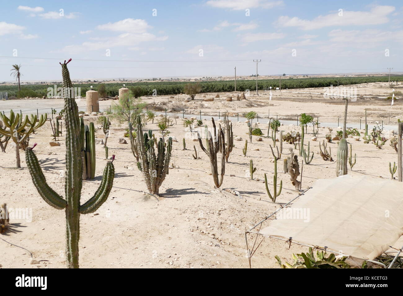 Cacti growing at Kibbutz Revivim, Negev Desert, Israel Stock Photo - Alamy