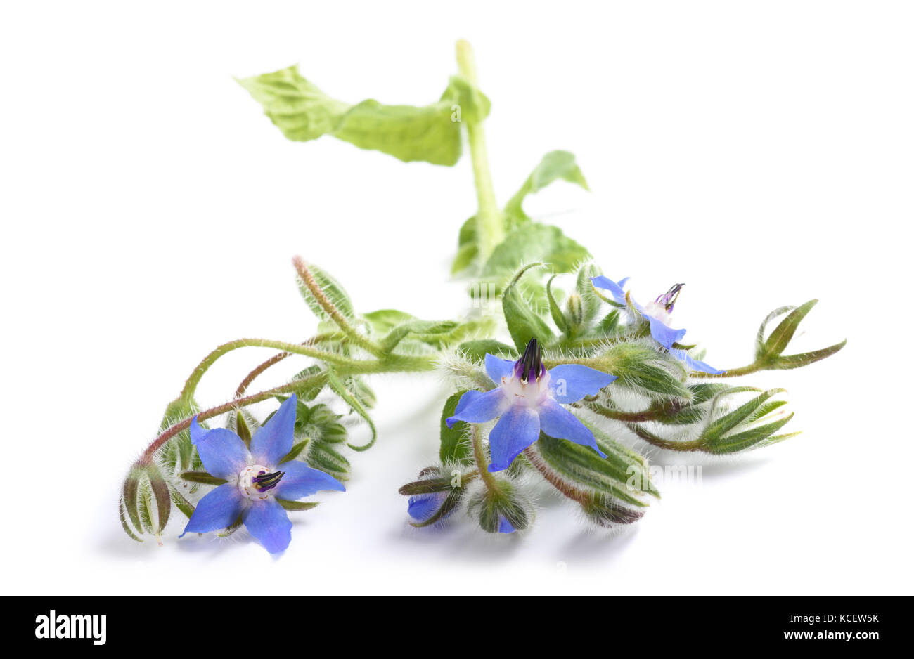 Borage plant (Borago officinalis) isolated on white background Stock ...