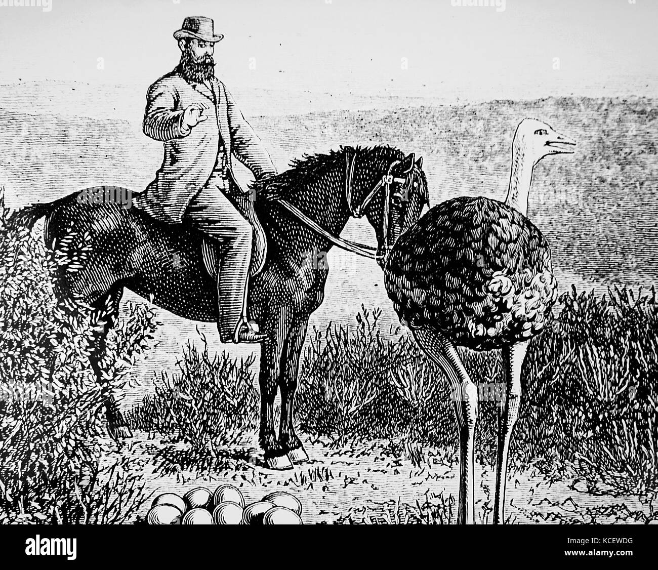 Illustration depicting a man discovering an ostrich's nest on an ...