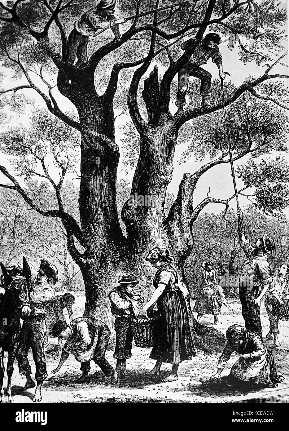 Mentone australia hi-res stock photography and images - Alamy