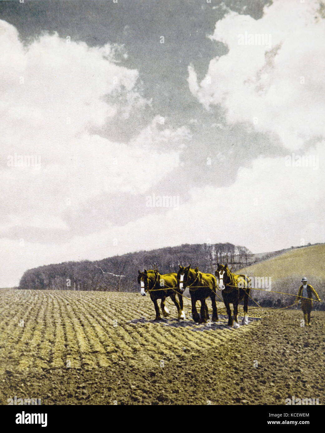 Hand tinted lithograph depicting a harrow being used to implement for ...